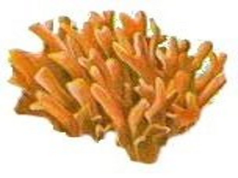 Clean Ocean Action: Coastal Creature Feature